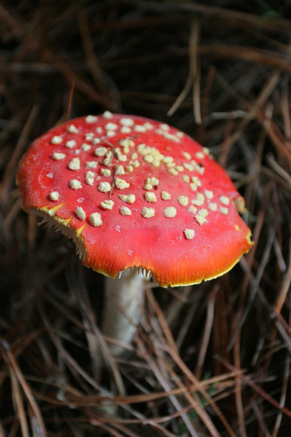 Toadstool, stock image. Image of holiday, mushroom, wild - 6966431