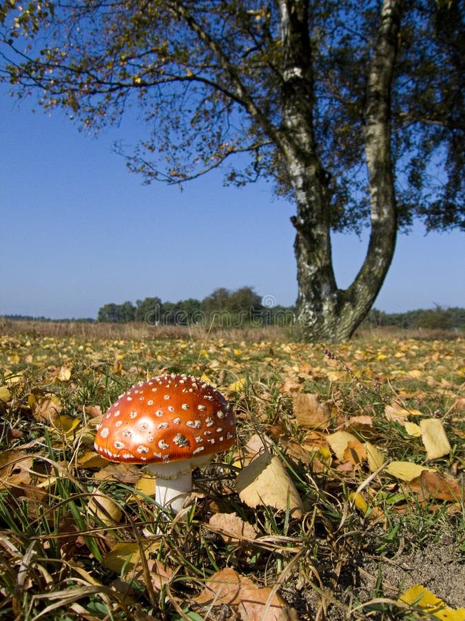Toadstool in autumn stock photo. Image of toadstool, forest - 7283280