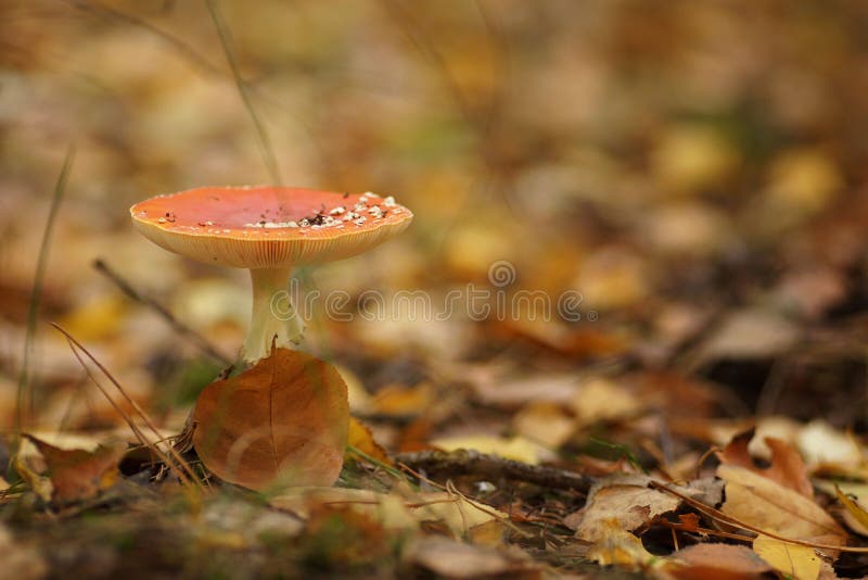 Toadstool in the Autumn Forest among Fallen Leaves and Needles Stock ...