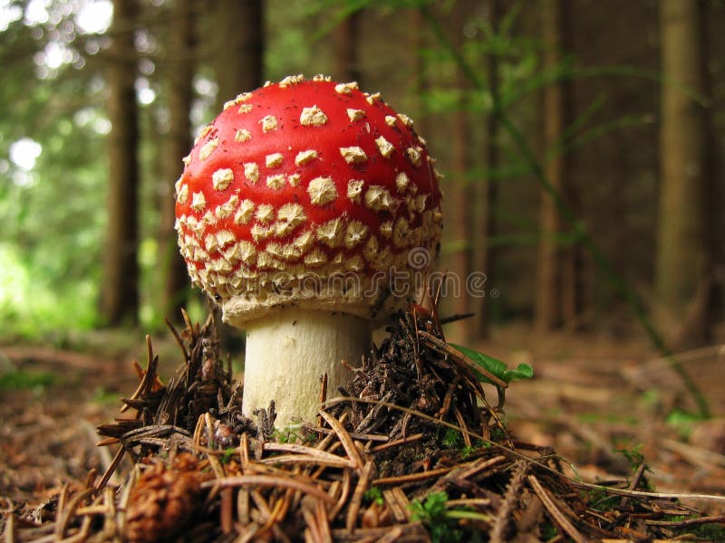 Toadstool stock image. Image of natural, botanical, grass - 614475