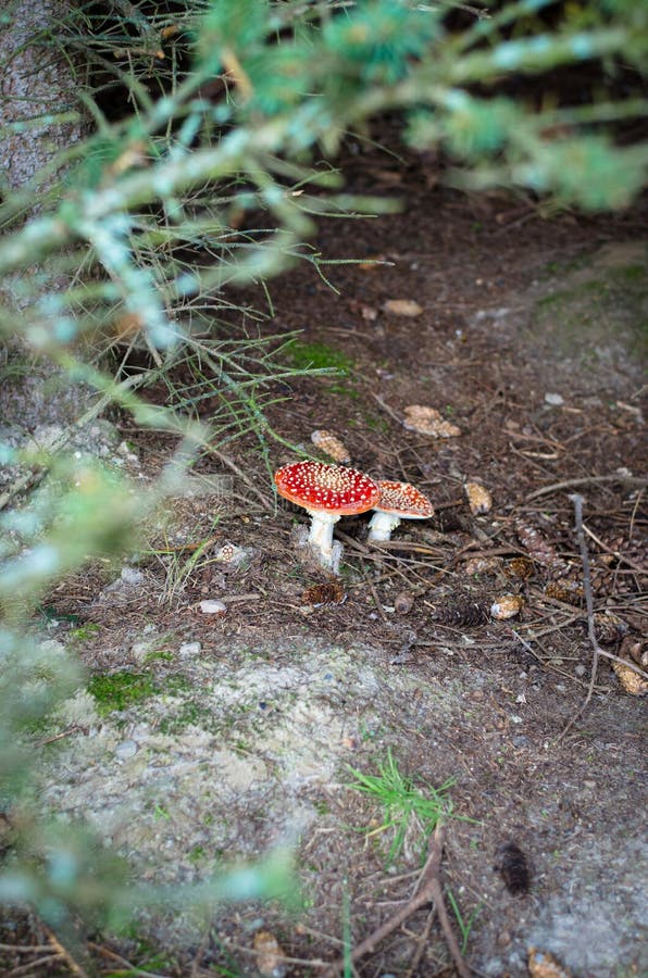 Toadstool stock image. Image of natural, fungal, speckle - 45432275