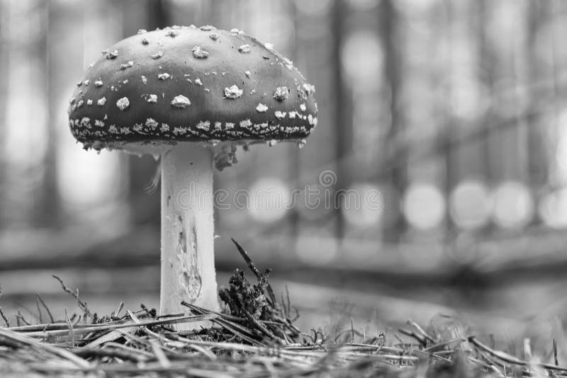 Toadstool in Black White at the Bottom of a Coniferous Forest in the ...