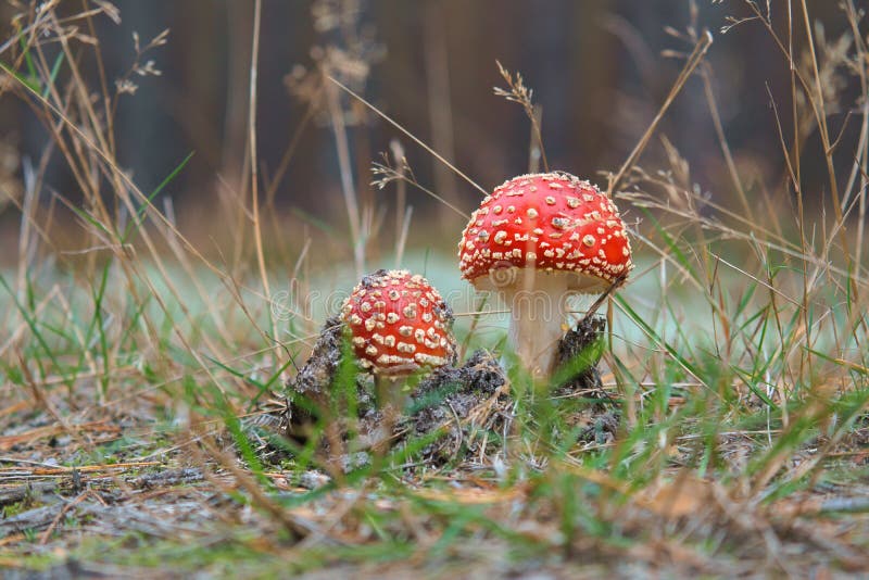 Toadstool at the Bottom of a Coniferous Forest in the Woods. Poisonous ...