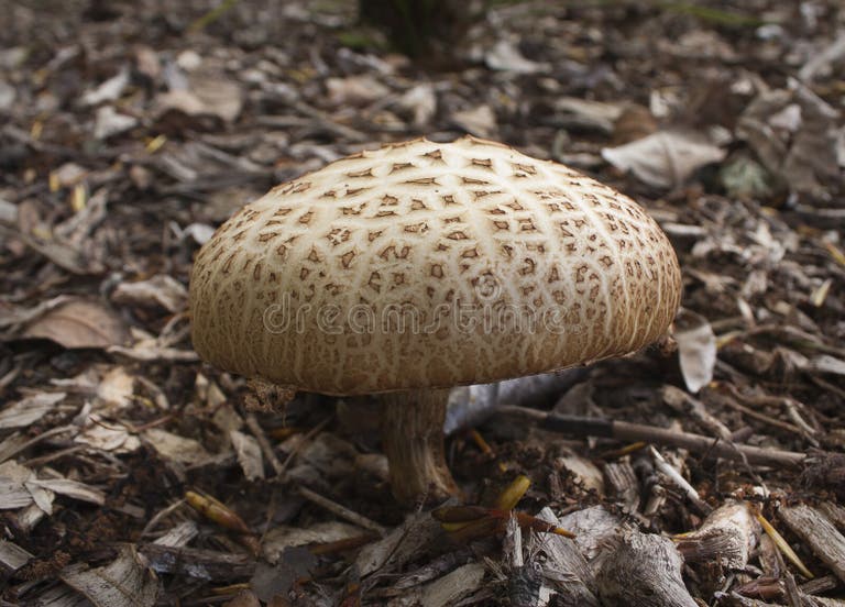 Toadstool stock photo. Image of toadstool, fungi, zealand - 62119280