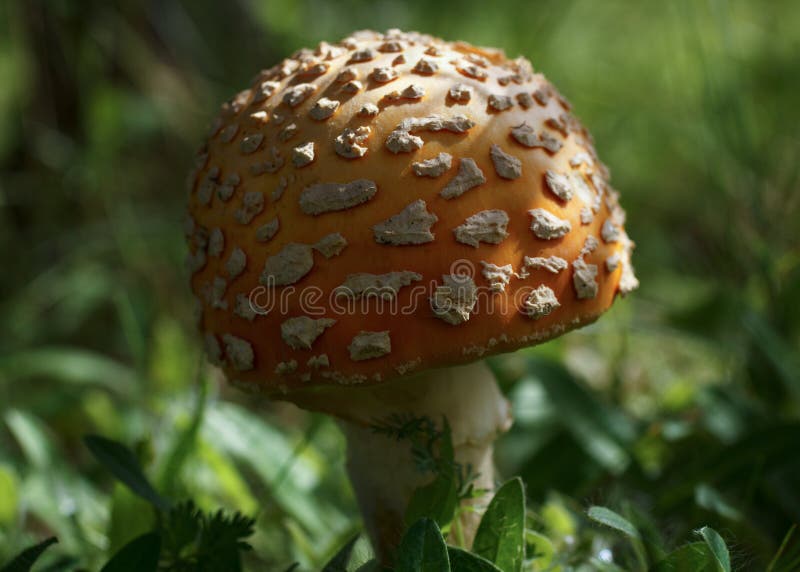 Toadstool Closeup stock image. Image of natural, grass - 135638775