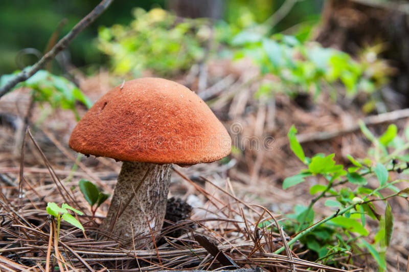 Toadstool stock photo. Image of plant, growth, forest - 56449754