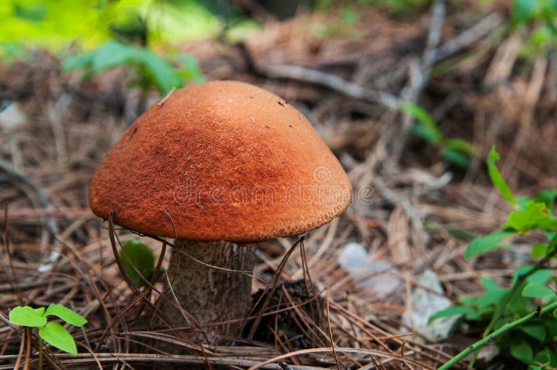 Toadstool stock image. Image of auriculariales, toadstool - 56450911
