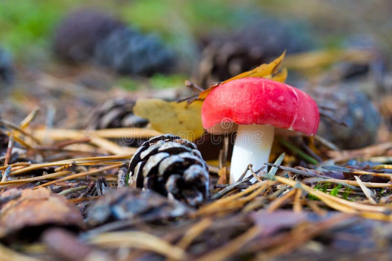 Toadstool stock photo. Image of season, condition, forest - 87728686