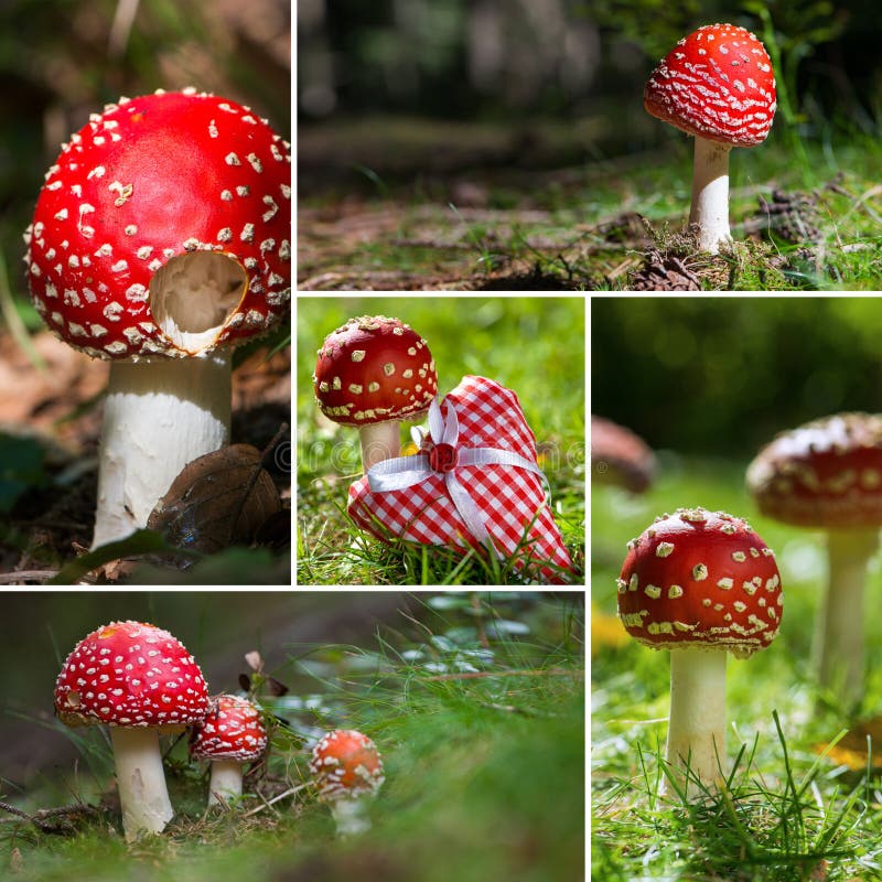 Toadstool stock photo. Image of mushroom, sunny, heart - 34403294