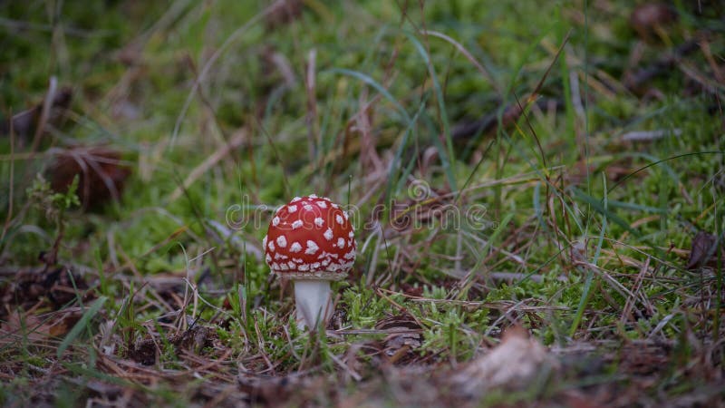 Toadstool stock photo. Image of park, jungle, danger - 272751926