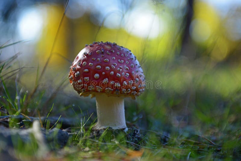Toadstool stock photo. Image of circle, holiday, beautiful - 47605286