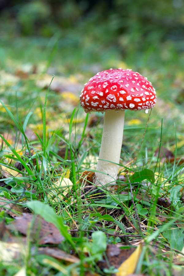 Toadstool stock image. Image of decoration, color, green - 63600855