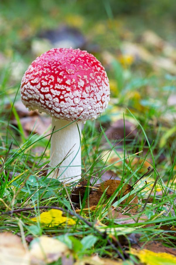Toadstool on a Fall Landscape Stock Photo - Image of danger, decoration ...