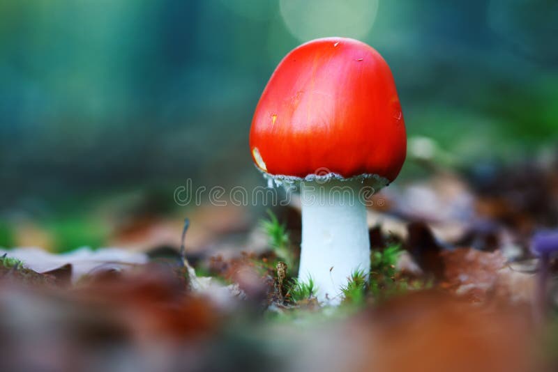 Toadstool stock image. Image of organic, color, crimson - 63320593