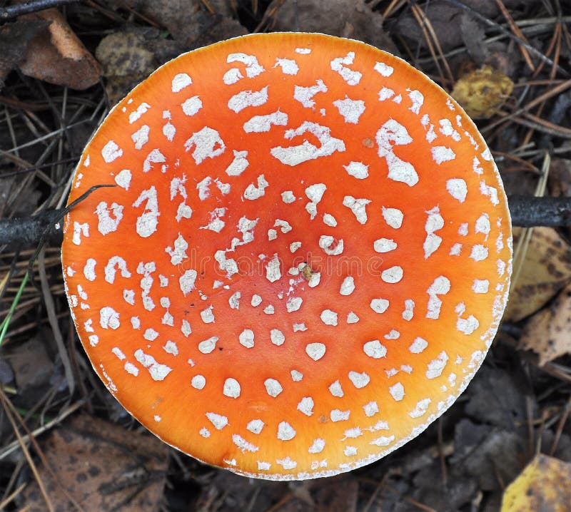 Toadstool at the forest stock image. Image of mushroom - 16230611