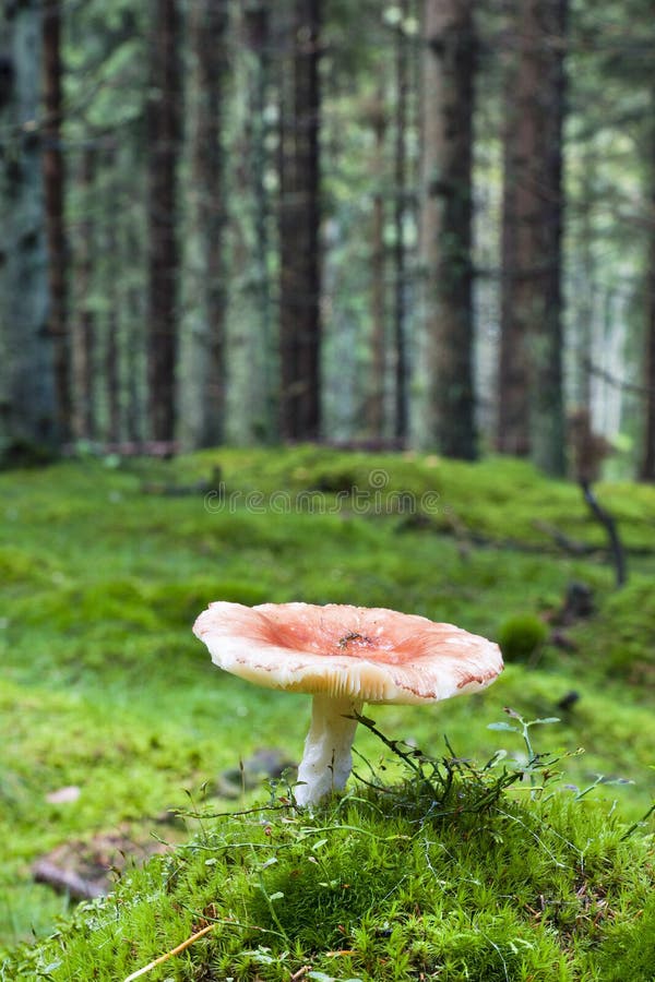 Toadstool in forest stock image. Image of beauty, outdoors - 19098293