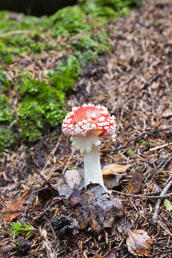 Toadstool in forest stock image. Image of macro, poison - 19855511