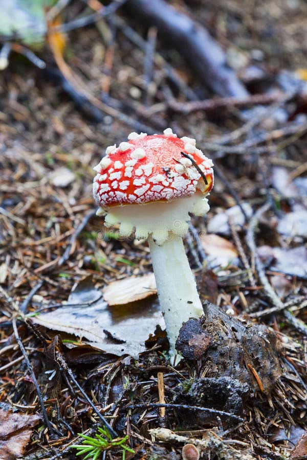 Toadstool in forest stock image. Image of nature, toadstools - 20988055