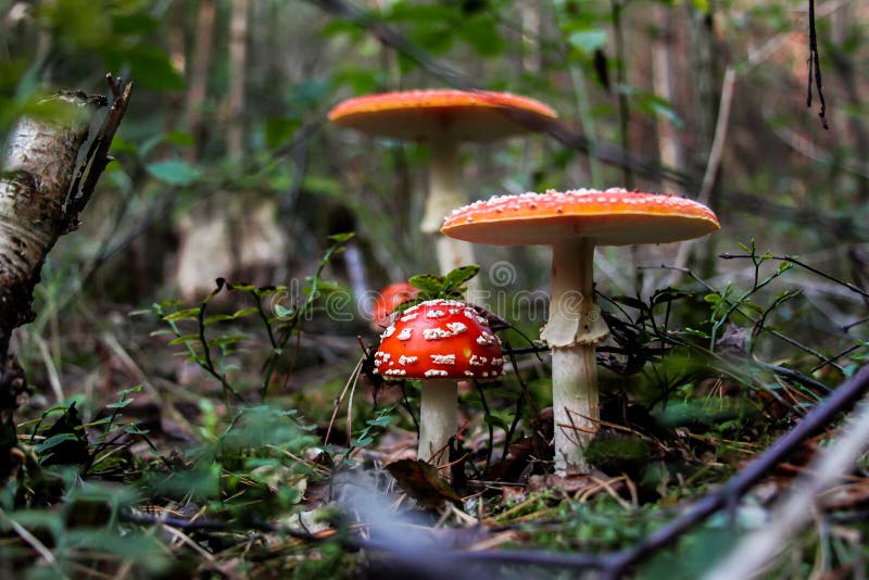 Toadstool stock photo. Image of rare, sick, forest, discover - 40172894