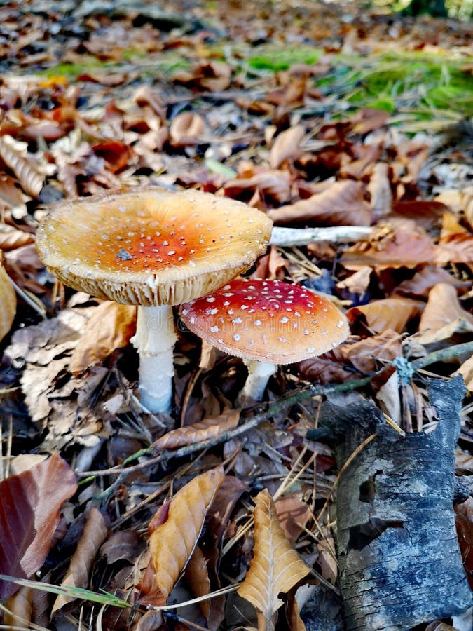 Toadstool stock photo. Image of mushrooms, dangerous - 172211828
