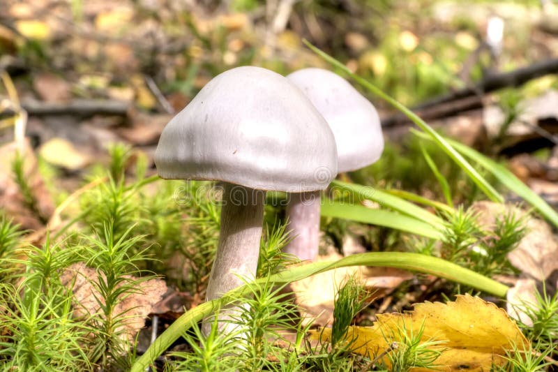 Toadstool in forest stock image. Image of nature, inedible - 77180657