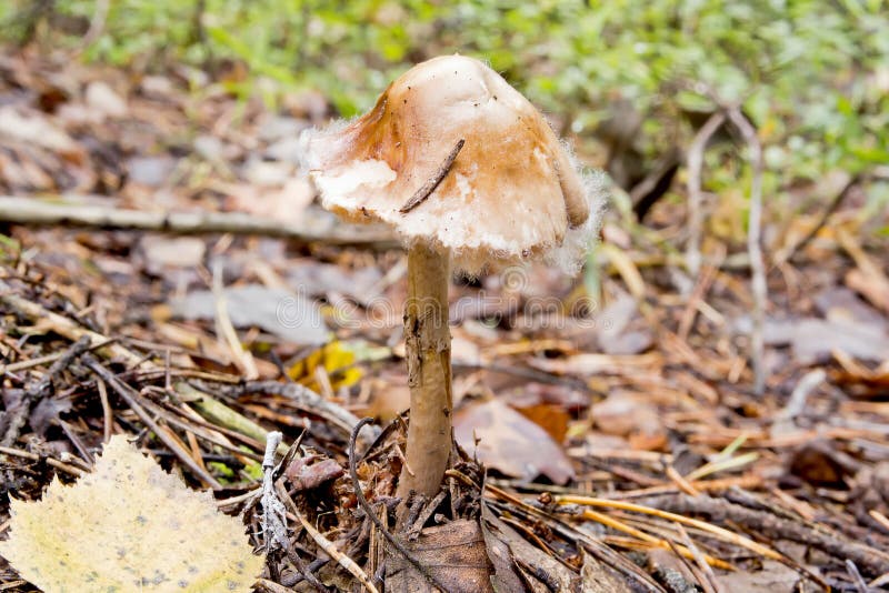 Toadstool in forest stock photo. Image of venenate, pratal - 77749078