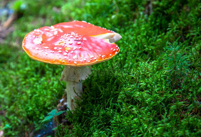 Toadstool in the forest stock image. Image of close, wood - 43355843