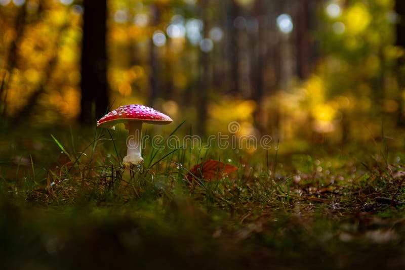 Toadstool in the Forest in the Sunny Day Stock Image - Image of ...