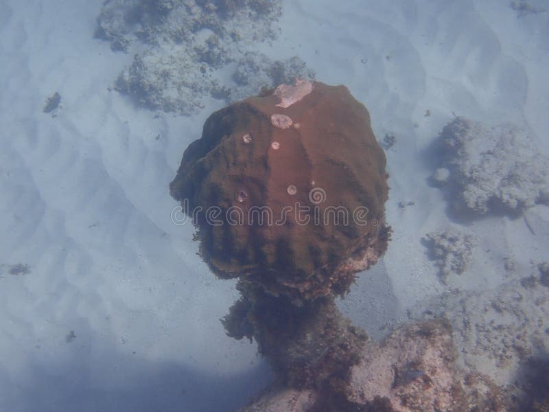 Coral Toadstool 8 Feet High Stock Photo - Image of high, rock: 264719904