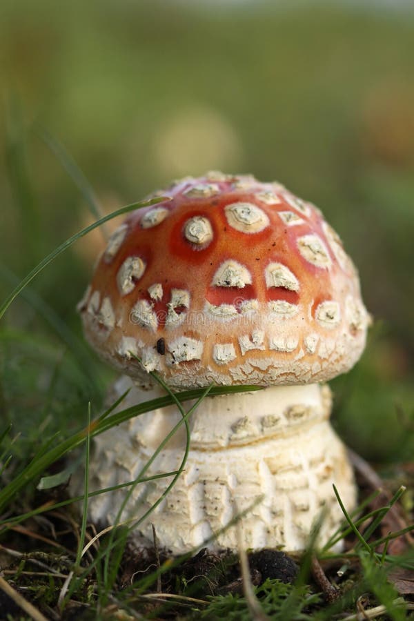 Toadstool in the grass stock image. Image of macro, fall - 11965193