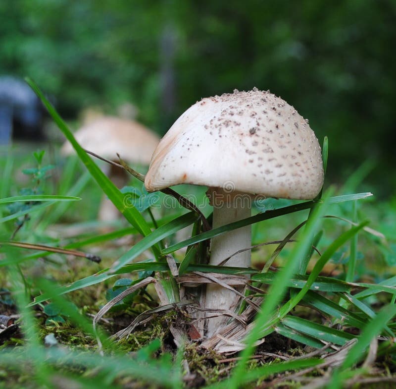 Toadstool in the Grass stock image. Image of grass, toadstool - 110225757