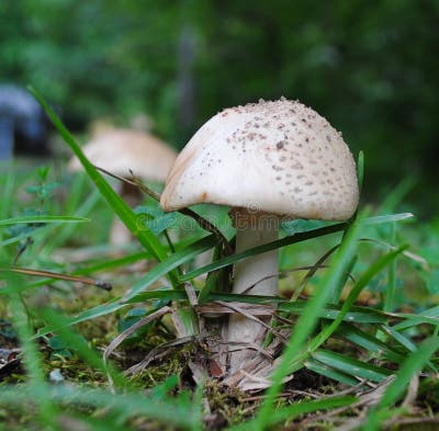Toadstool in the Grass stock image. Image of grass, toadstool - 110225757