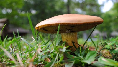 Toadstool in the Grass stock image. Image of brown, toad - 110225903