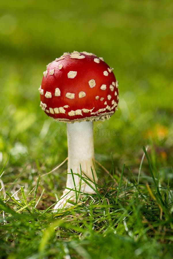 Toadstool stock photo. Image of mushroom, sunny, heart - 34403294