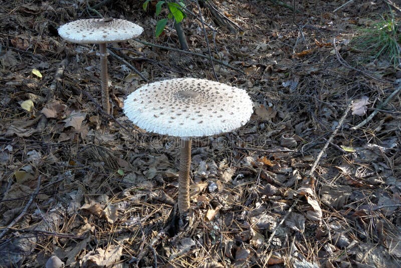 Toadstool on the Ground in the Forest, among Dry Leaves and Branches ...