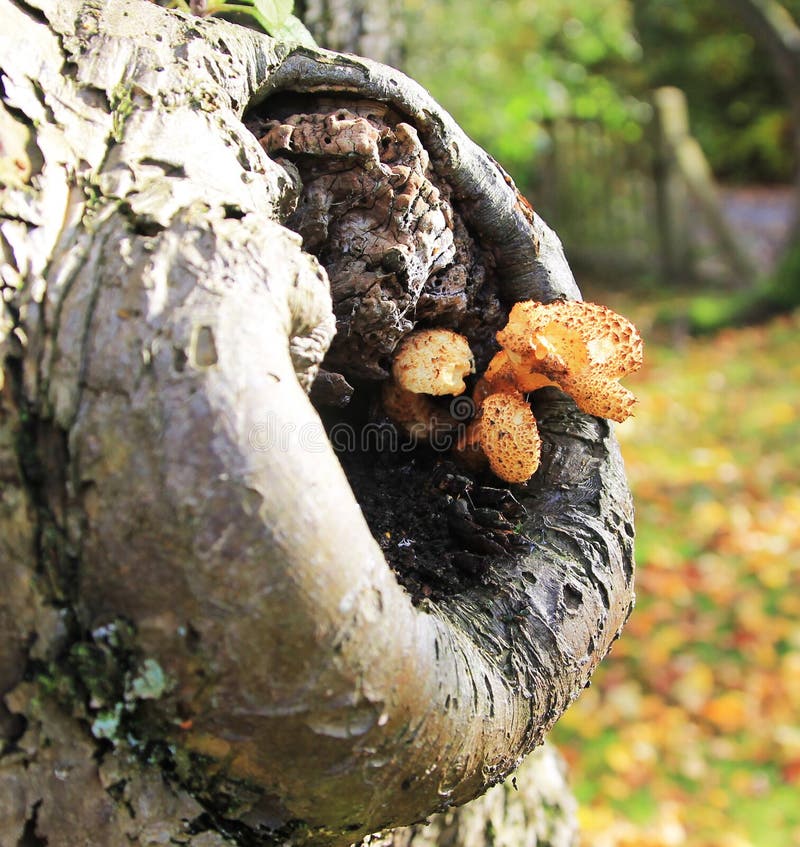 A Toadstool Growing in the Hollow of a Tree Stock Image - Image of ...