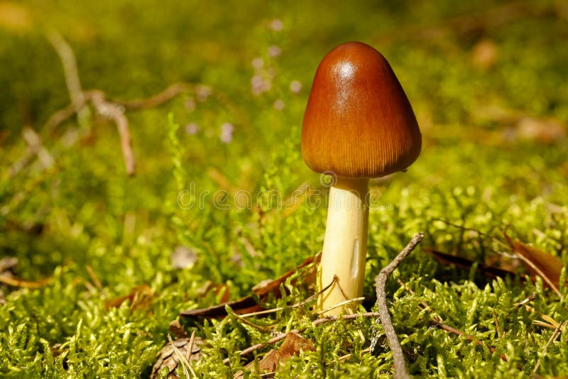 Toadstool Grows in the Forest Stock Image - Image of organic, mushroom ...