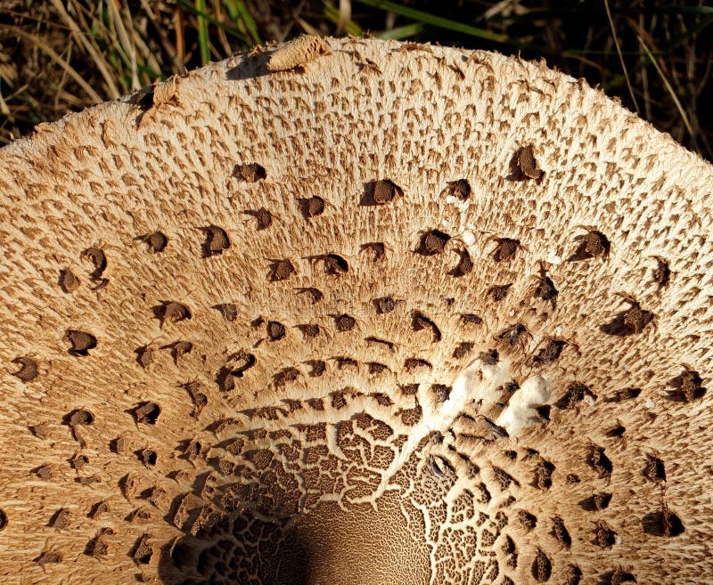 Toadstool Hat for Background, Top View, Full Screen Image Stock Image ...