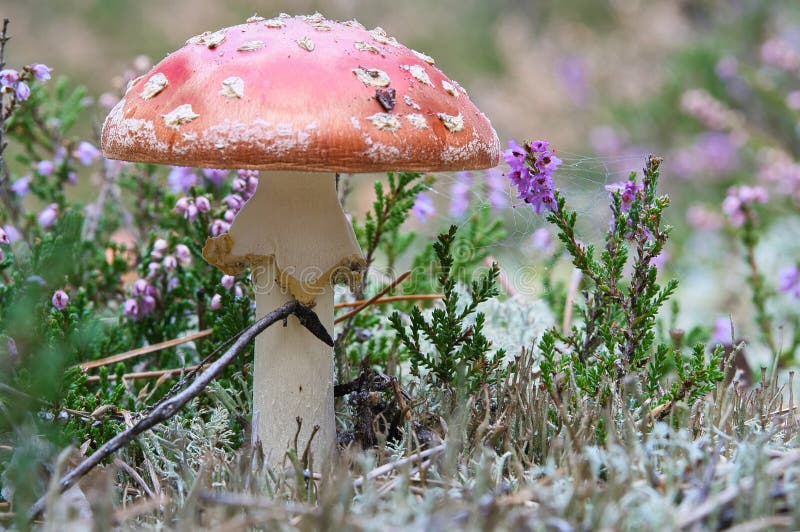 Toadstool in a Heather Field in the Forest. Poisonous Mushroom. Red Cap ...