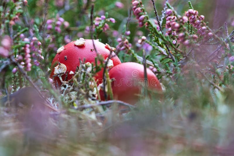 Toadstool in a Heather Field in the Forest. Poisonous Mushroom. Red Cap ...