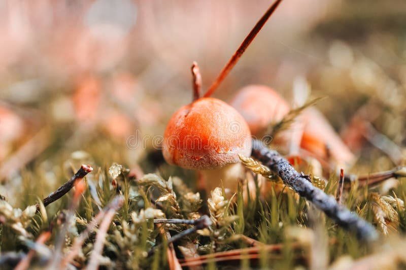 Toadstool in a Heather Field in the Forest. Poisonous Mushroom. Red Cap ...