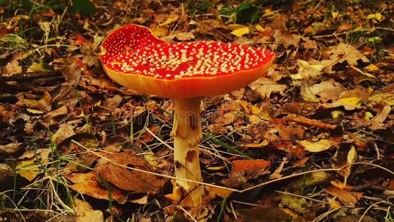 Toadstool Image in Woodland Stock Photo - Image of nature, mushroom ...
