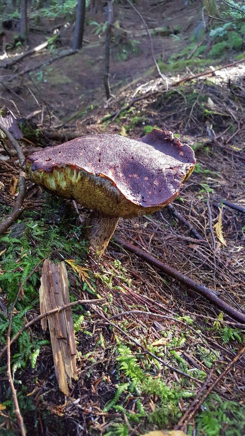 493 Purple Toadstool Stock Photos - Free & Royalty-Free Stock Photos ...