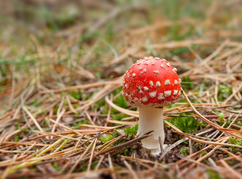 Toadstool mushroom stock photo. Image of poison, toadstool - 16299930