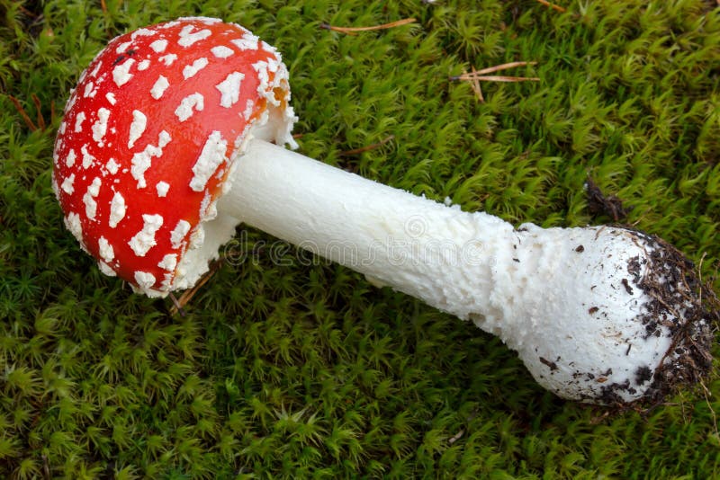 Toadstool mushroom stock image. Image of moss, agaric - 27319675