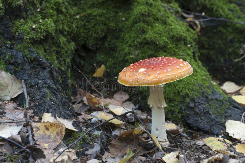 Toadstool mushroom stock image. Image of agaric, poison - 59610201