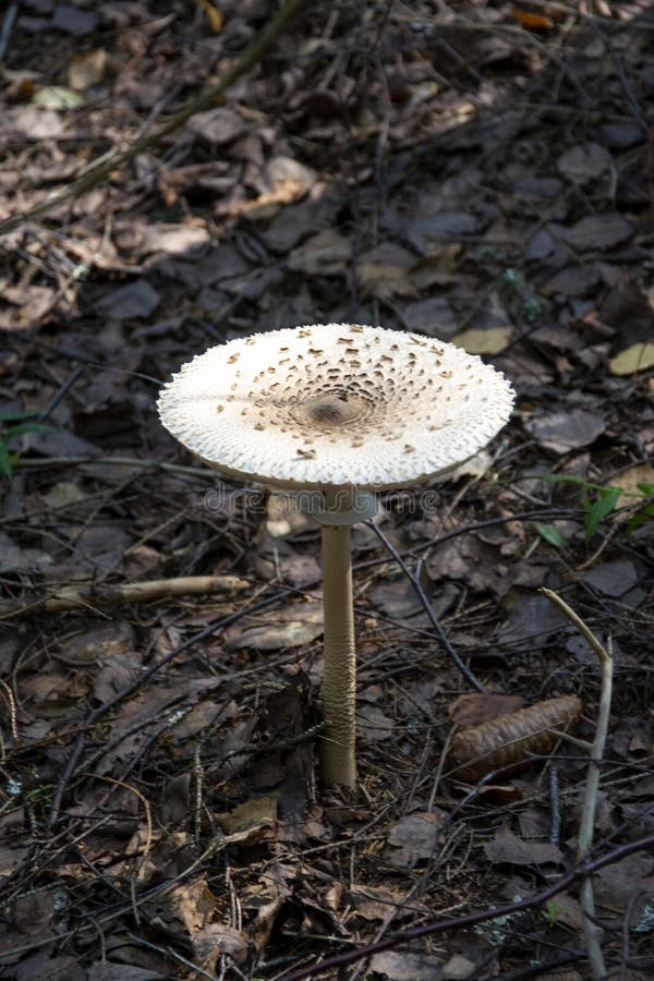 Toadstool Mushroom. a Beautiful White Toadstool Grows in the Forest ...