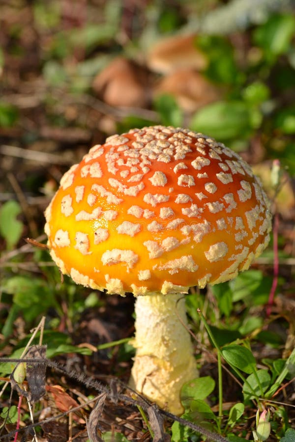 Toadstool Mushroom stock photo. Image of pores, toadstill - 49395600