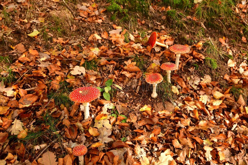 Toadstool Mushroom in German Forest Odenwald Fall Autumn Stock Image ...