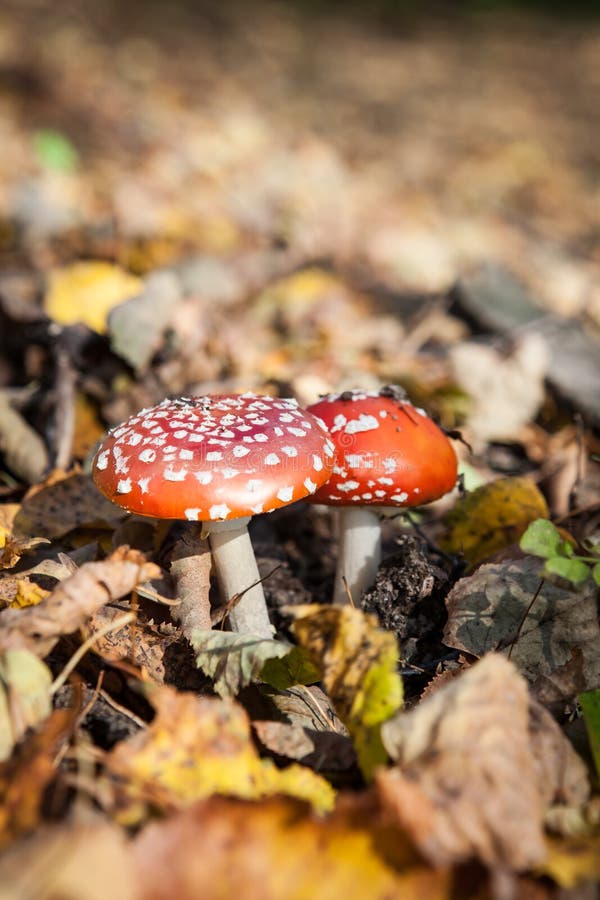 Toadstool mushroom stock image. Image of danger, brown - 34787891